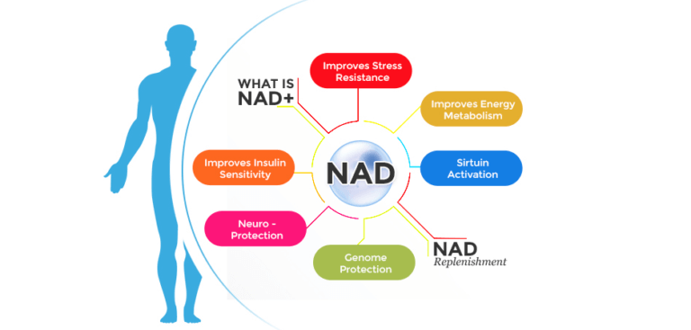 NAD+ What You Should Know About NAD+ & How NAD Fights Aging & Disease